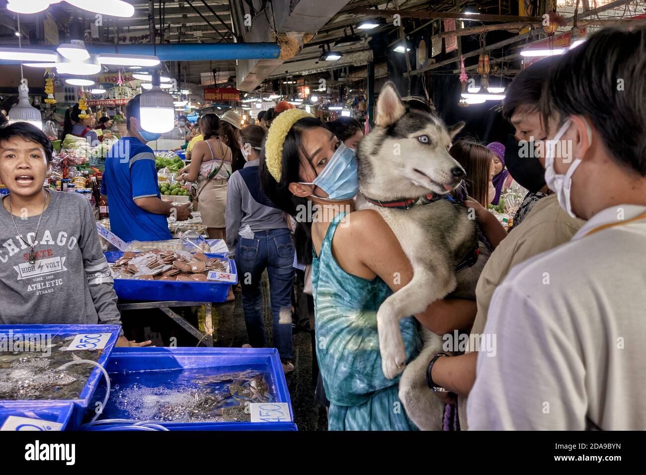 How Big Is The Biggest Siberian Husky