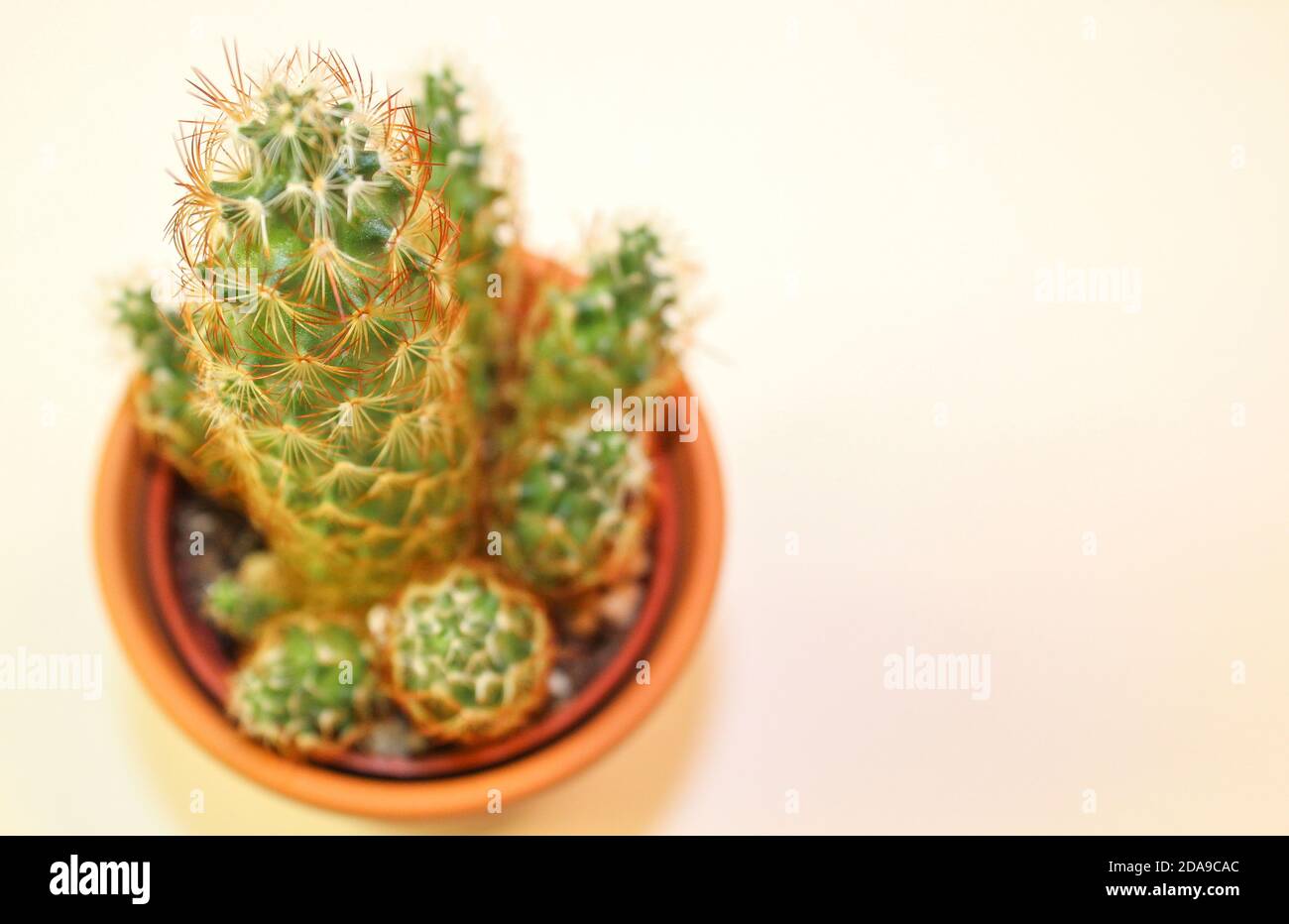 Colorful cactus tree with colorful blue background Stock Photo - Alamy