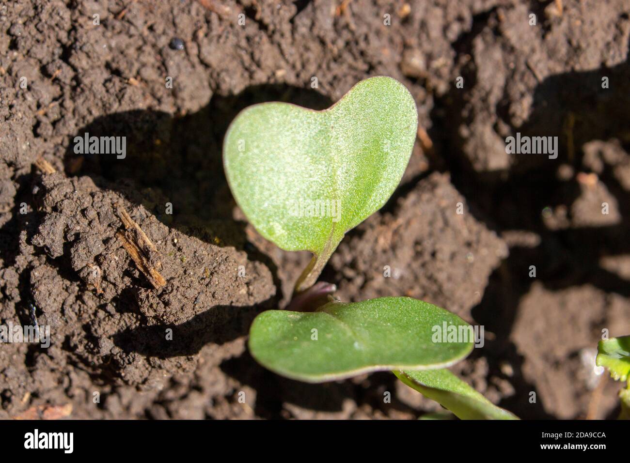 Recently sprouted cabbage seedlings, agriculture and growing vegetables ...
