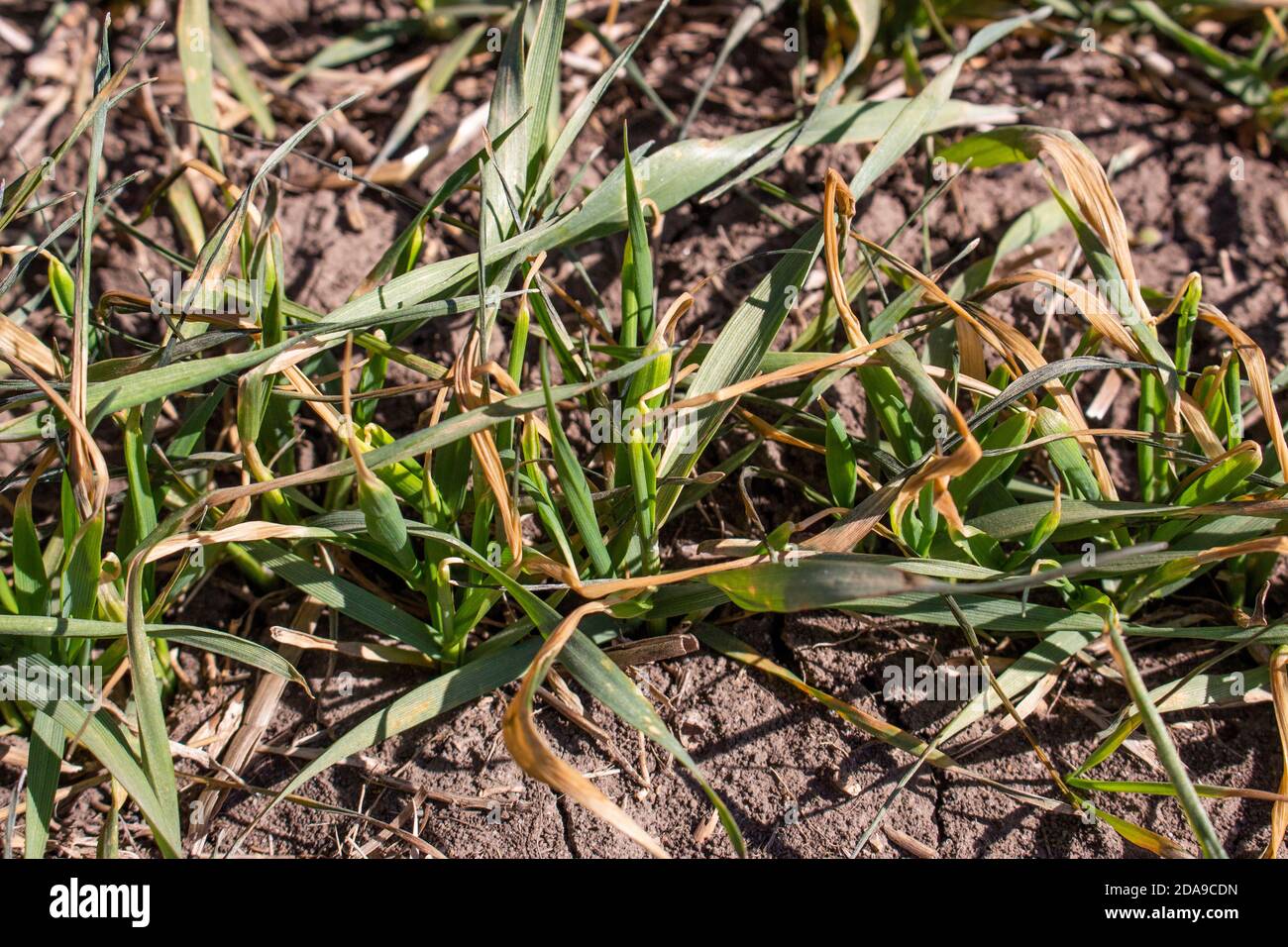 Crops Dying In Drought Conditions High Resolution Stock Photography and ...