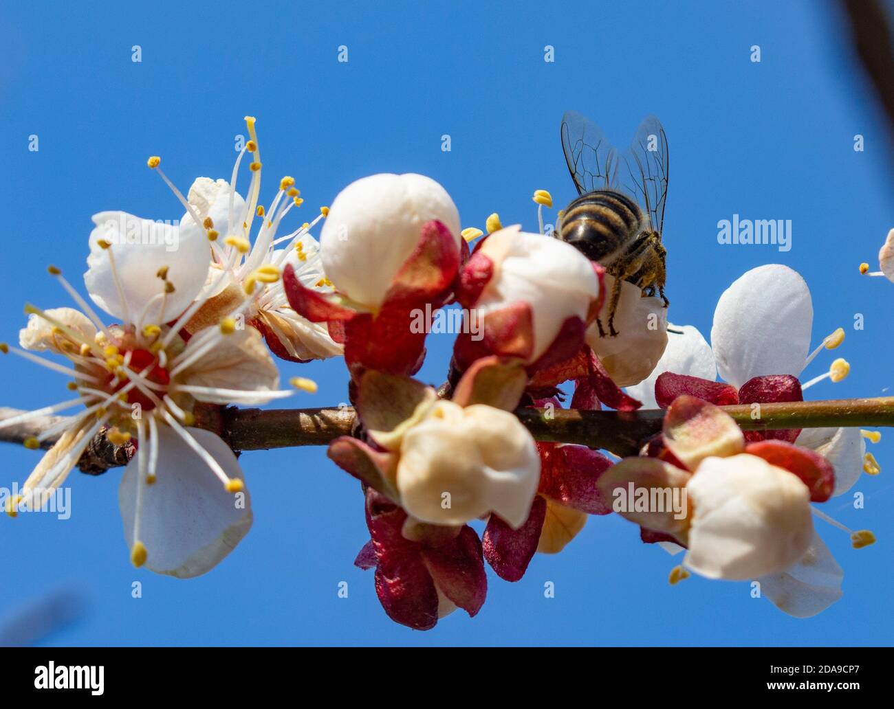 Bee sits on apricot flowers, pollination of trees. Bee, the delivery ...