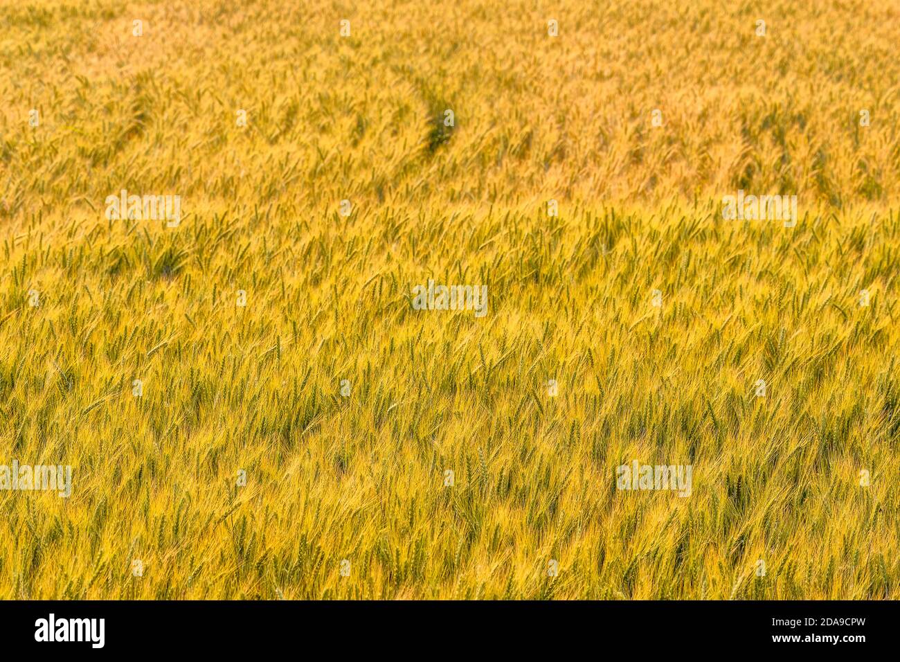 Yellow grain ready for harvest growing in a wheat field. Background of ...