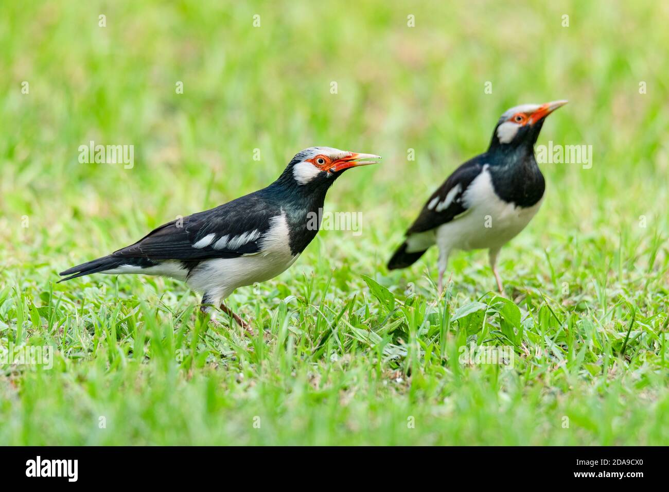 Mynas High Resolution Stock Photography and Images - Alamy