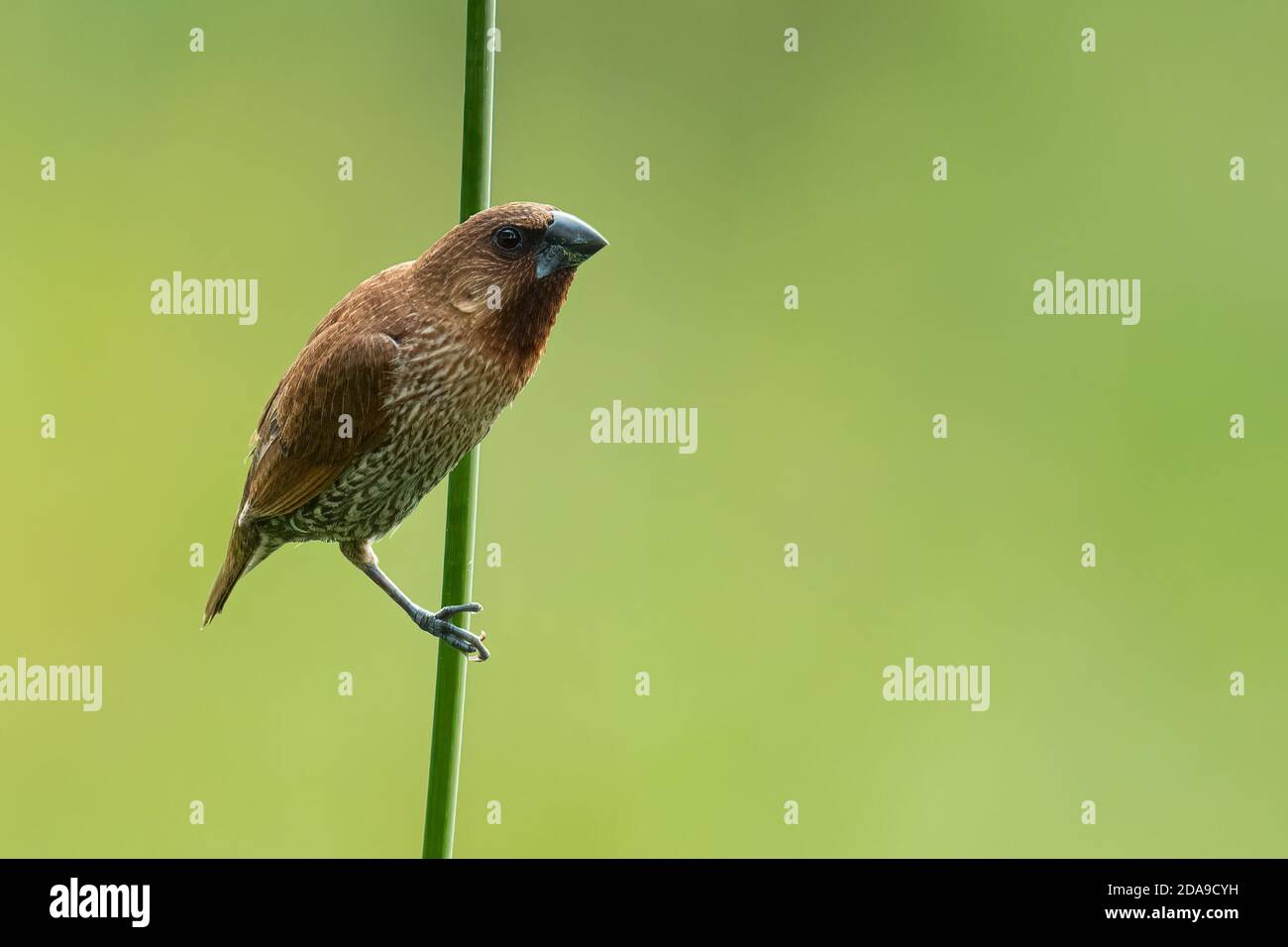 Scaly-breasted Munia perching on grass stem looking into a distance ...