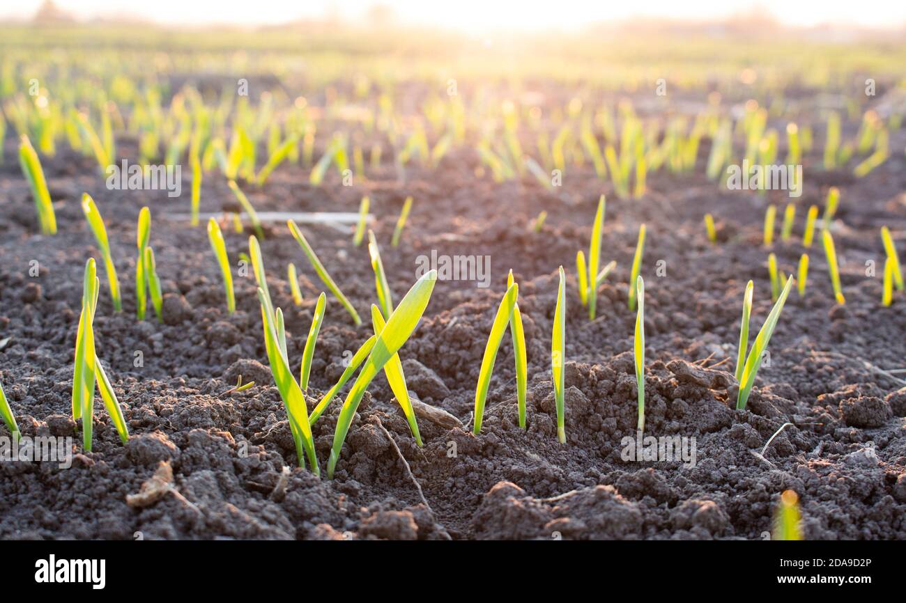 Sprouts on the stem growing hi-res stock photography and images - Alamy