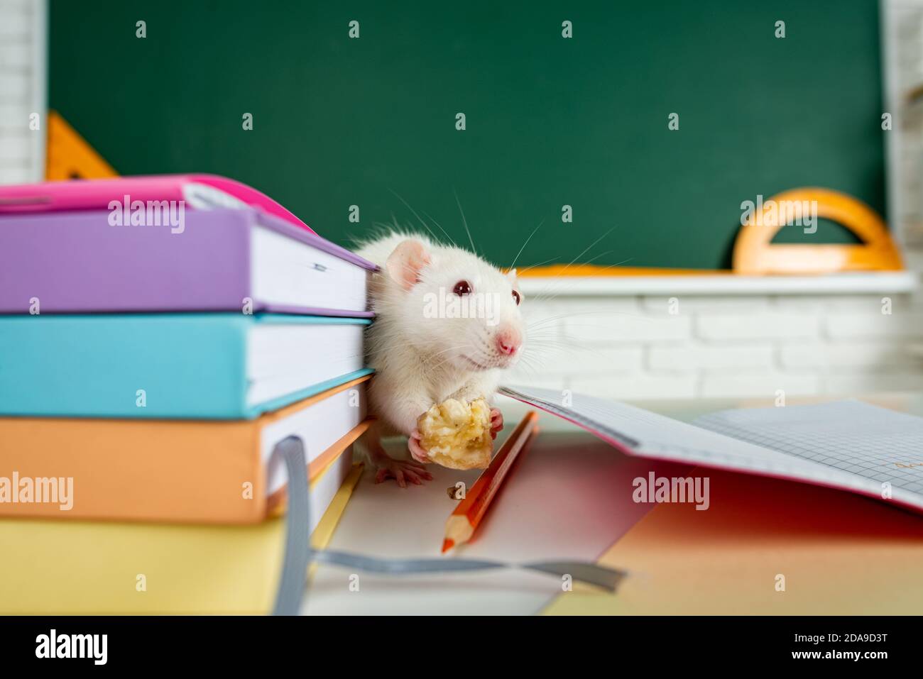 Lab Rat High Resolution Stock Photography and Images - Alamy