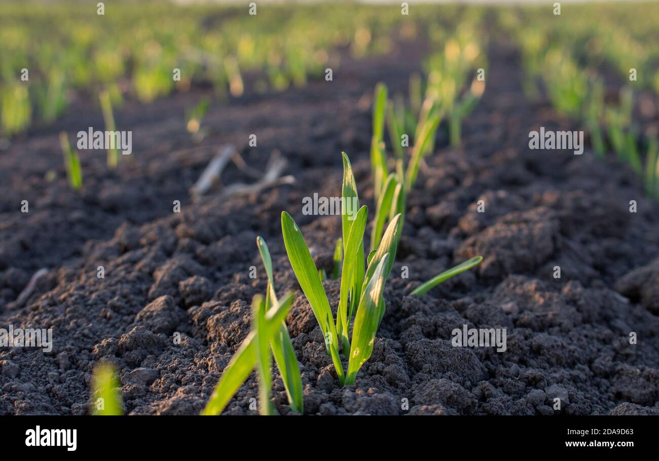 Rows of young barley in soil on field. Growing of cereals Stock Photo ...