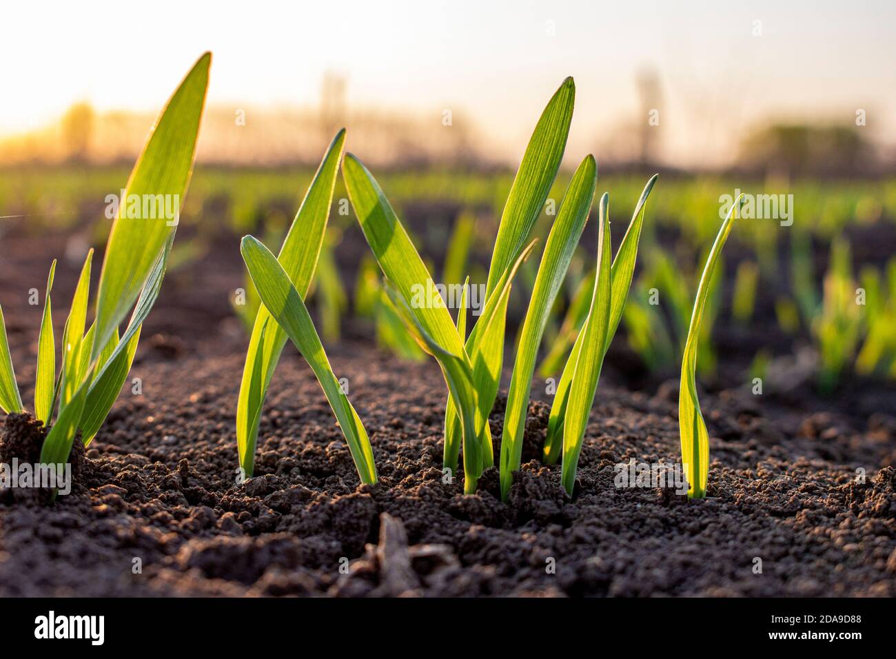 Seedling field hi-res stock photography and images - Alamy