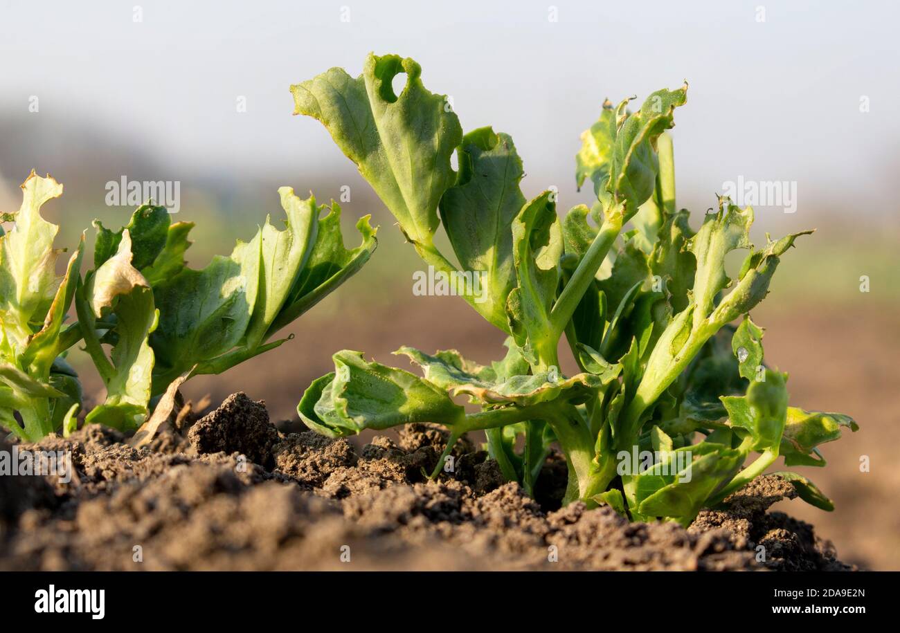 Pest-infested young sprout. Destruction of sowing of legumes by insects ...