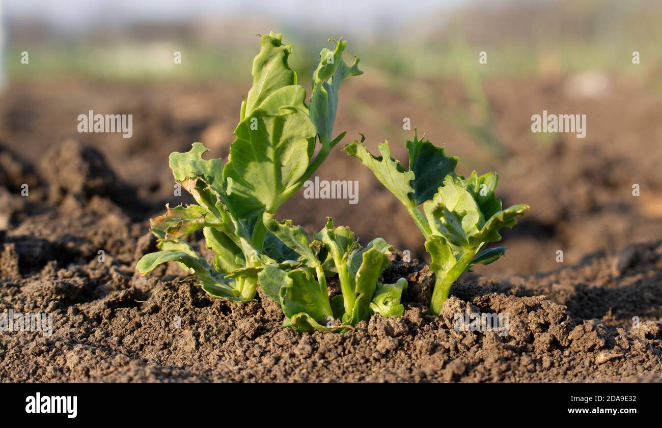 Destruction of crops of peas by pests, eaten bean sprout, cultivation ...