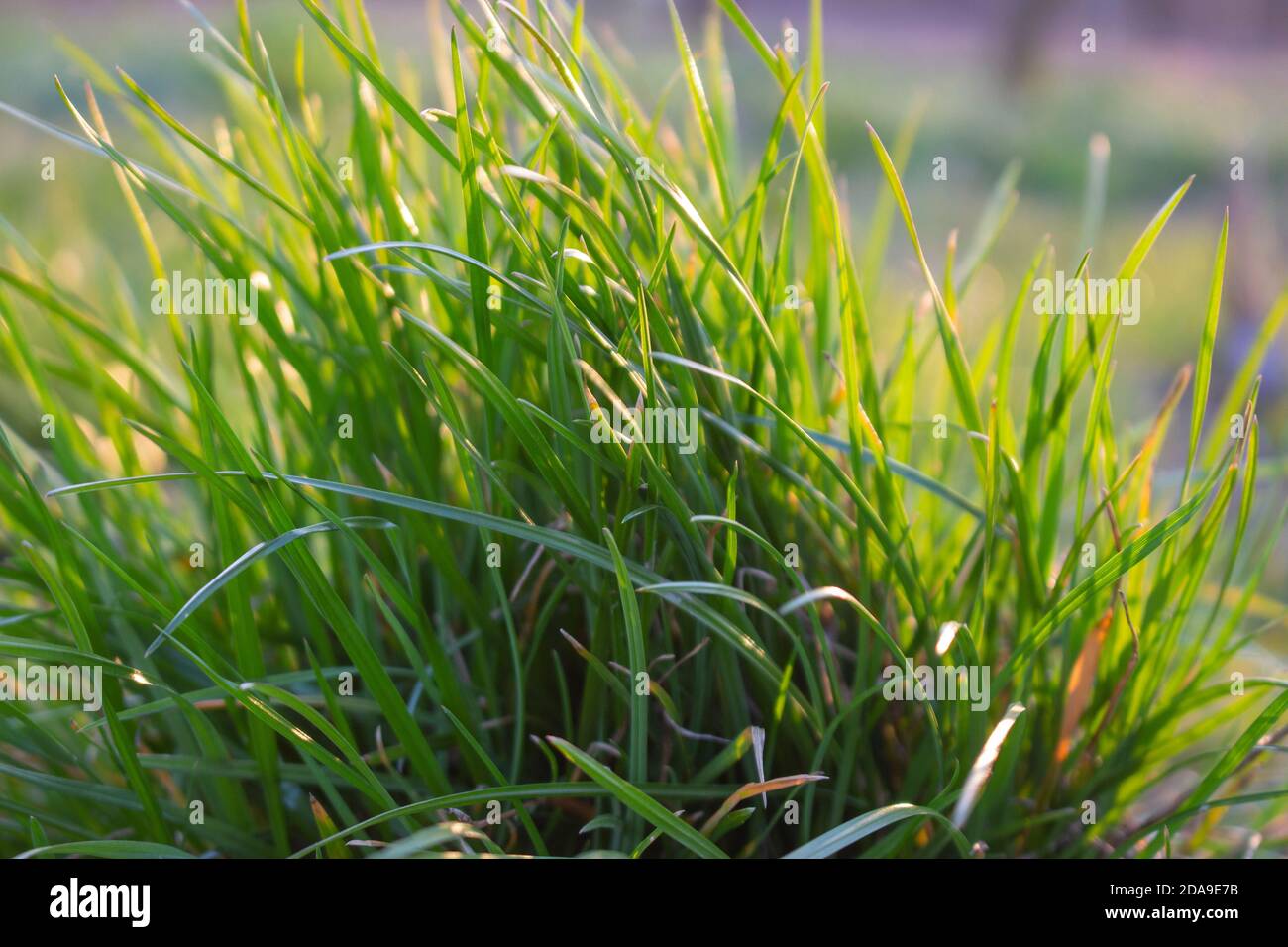 A bush of grass on an unkempt lawn. Not a trimmed lawn. Green grass ...