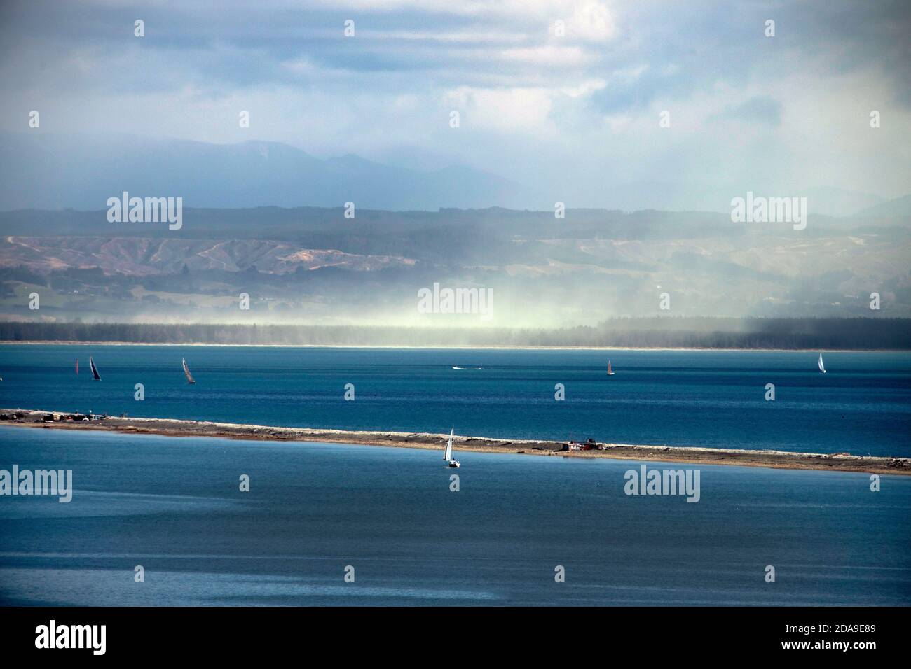 Pollen billows from trees near Nelson, New Zealand Stock Photo - Alamy