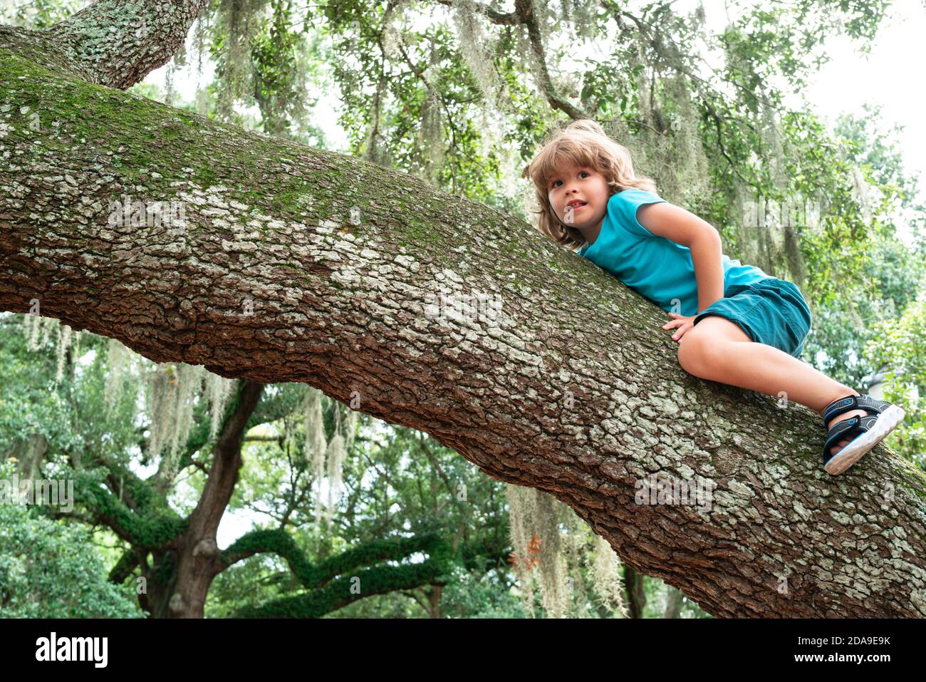 Young boy Child climbs a tree. Cute kids boy climbing in park Stock ...