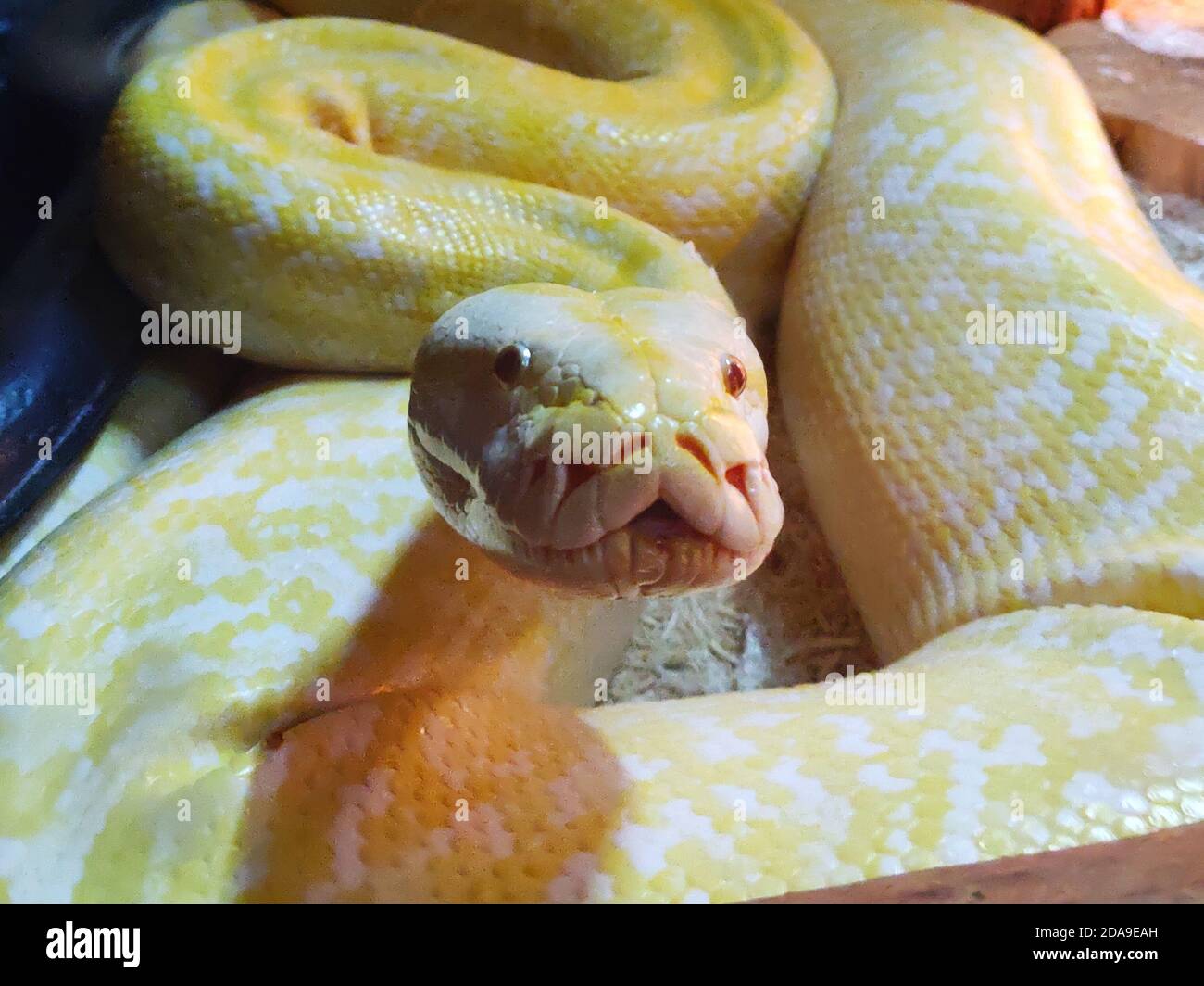 Huge python hi-res stock photography and images - Alamy