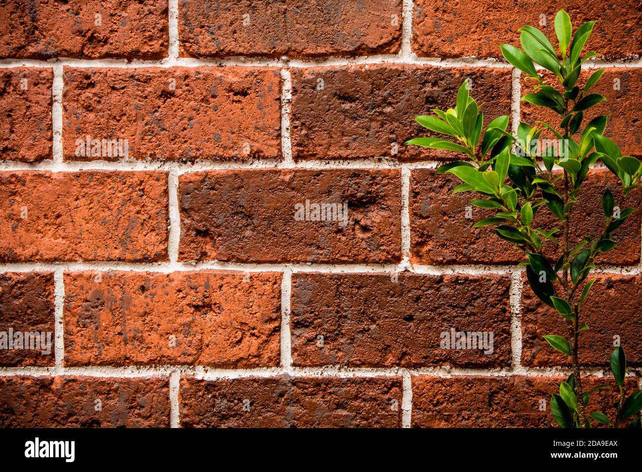 Ornamental plant on the red brick wall Stock Photo - Alamy