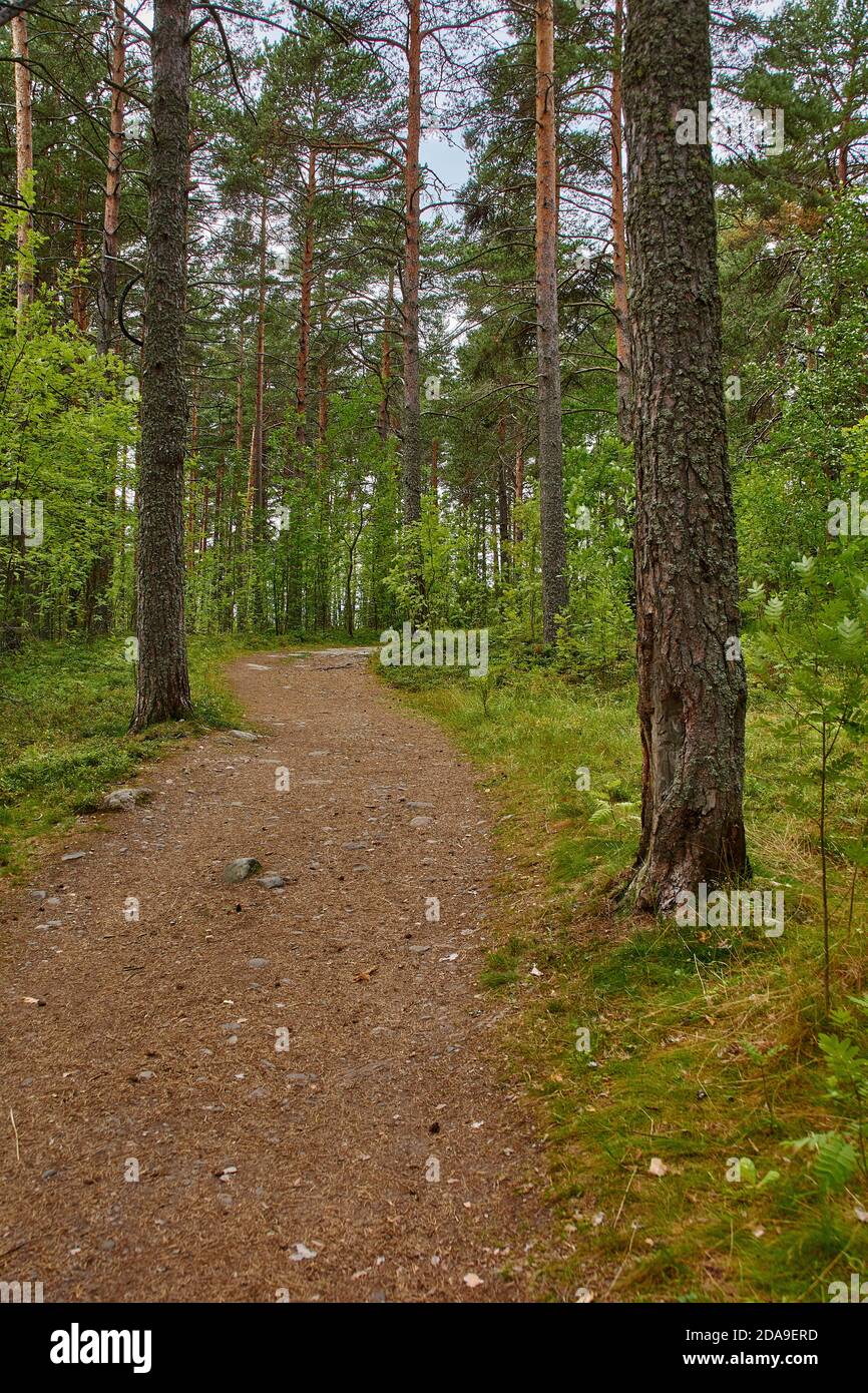 Summer cloudy day. The narrow dirt path in the woods. On the sides of ...