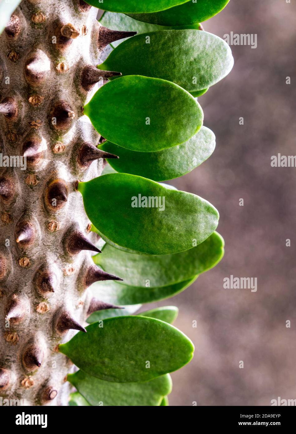 Alluaudia Procera Beautiful cactus tree with white spike and green ...
