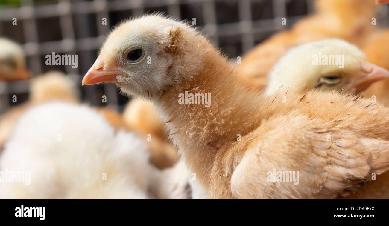 Little chicks that just hatched from an egg. Growing poultry in an ...