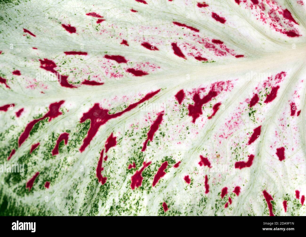 Red and green freckles on a White leaf of Caladium leaf Stock Photo - Alamy