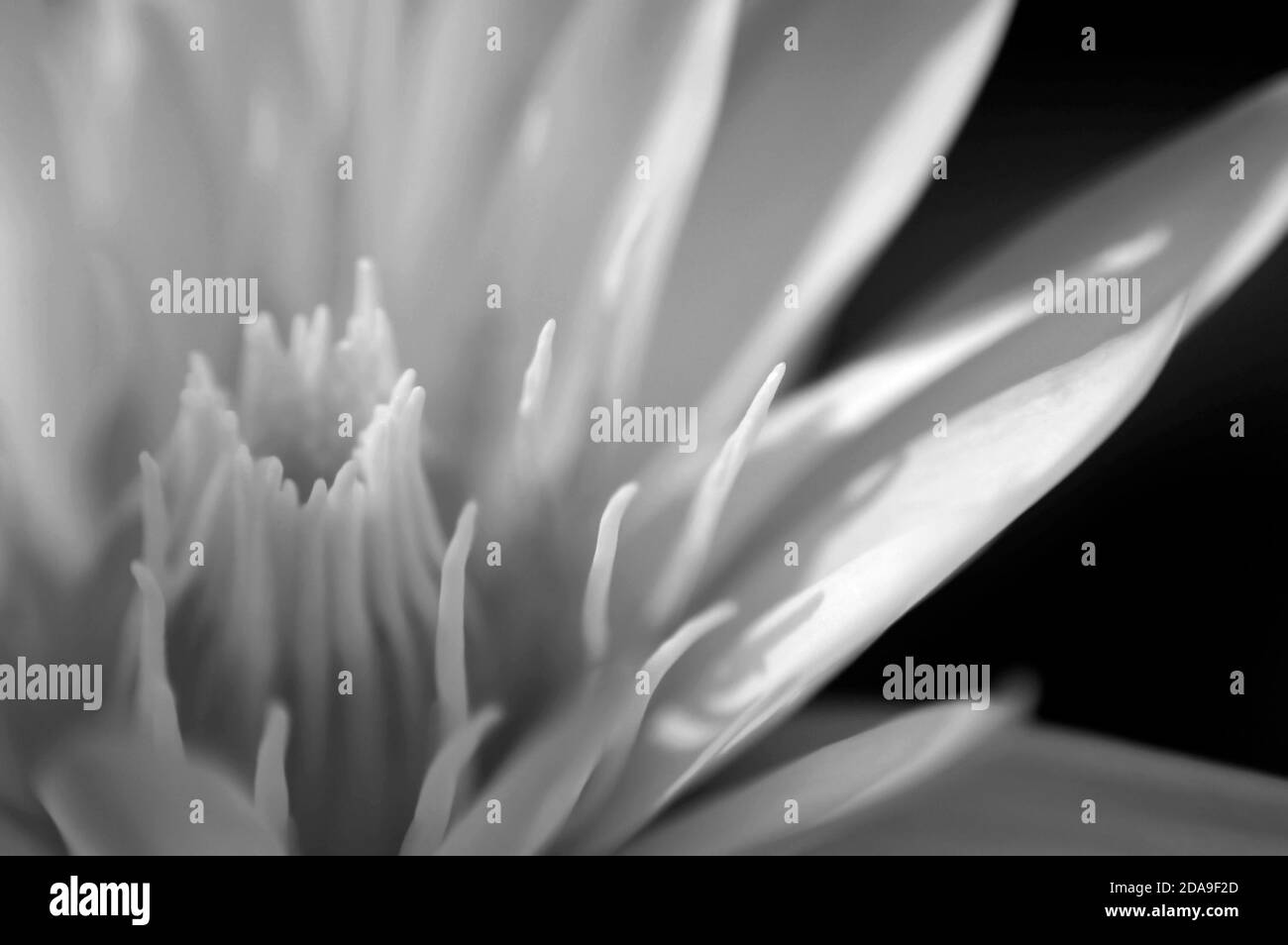 white water lily in gray color Stock Photo - Alamy