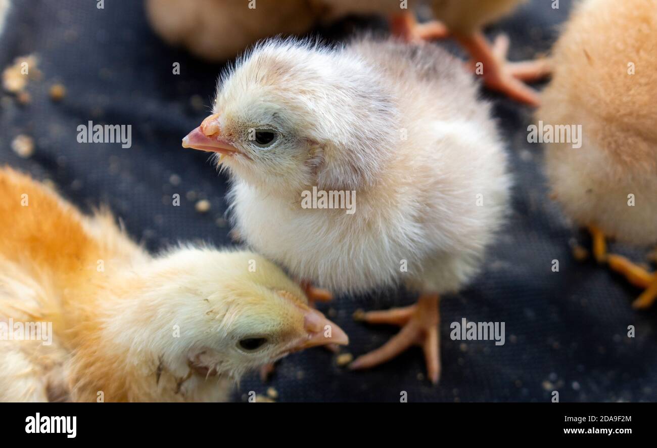 Recently hatched bird hi-res stock photography and images - Alamy