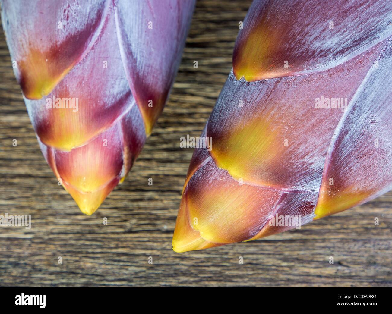 Texture and vivid color of Silver bluggoe banana blossom Stock Photo ...