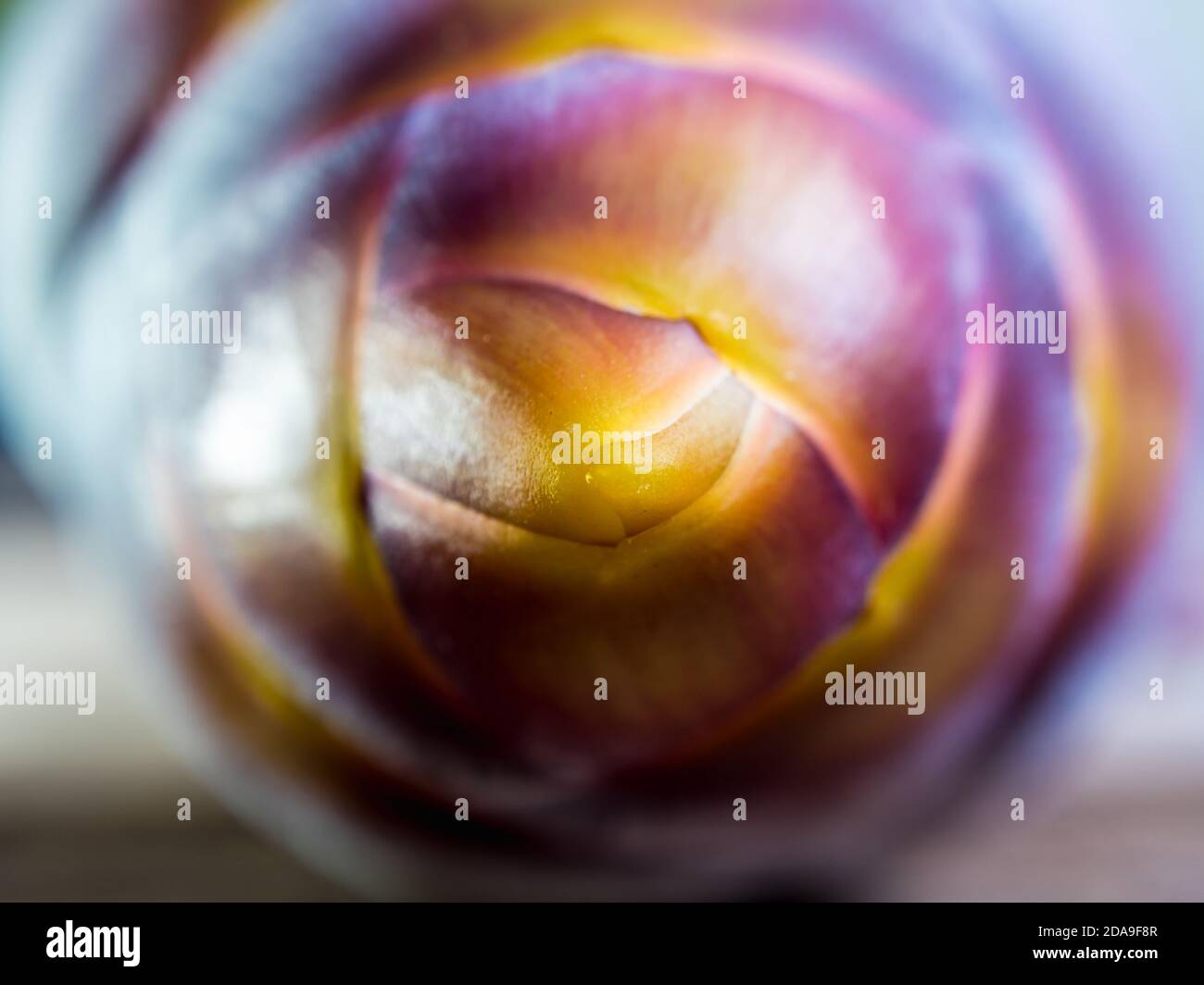 Texture and vivid color of Silver bluggoe banana blossom Stock Photo ...