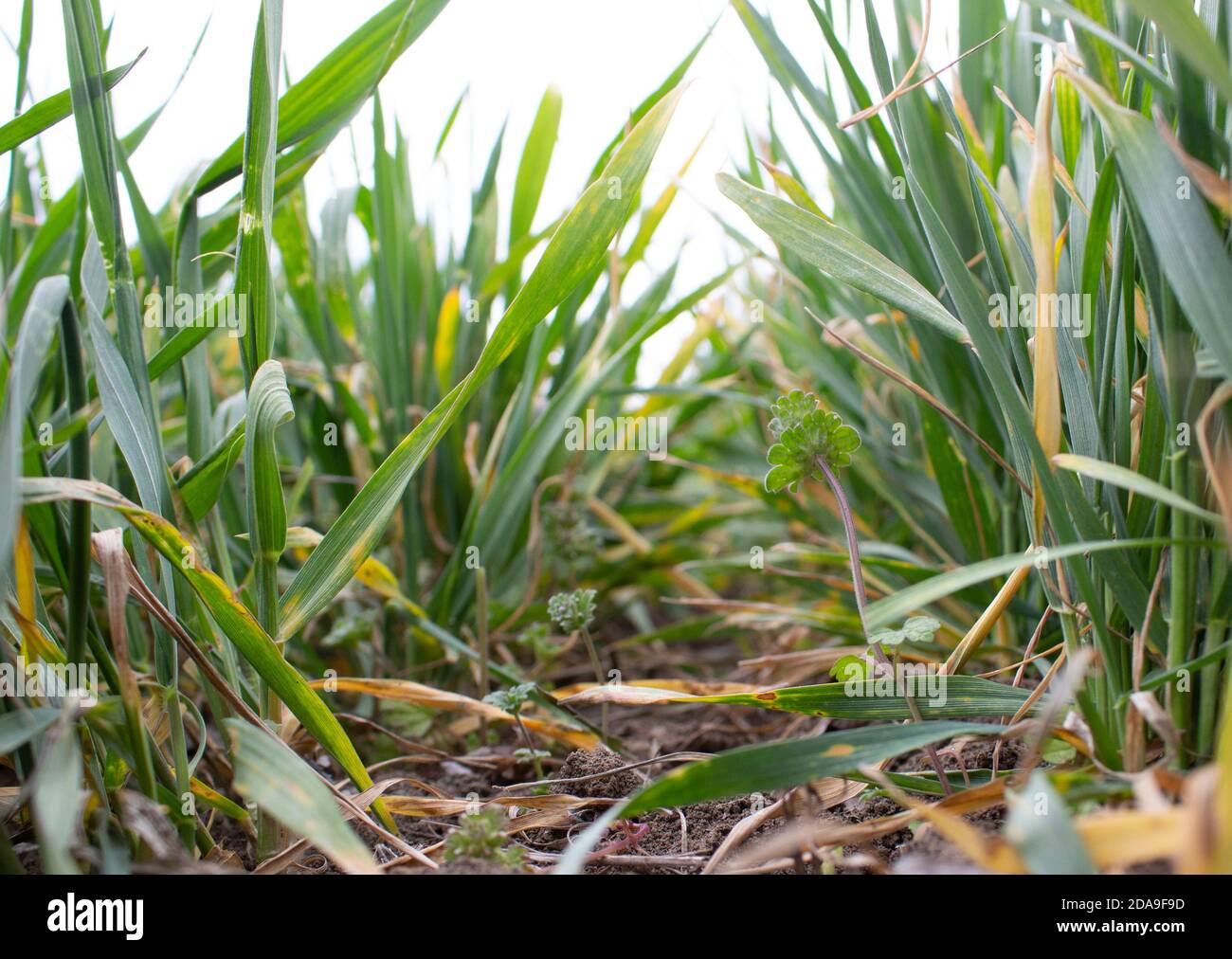 Dry sick leaves of young wheat in spring, wheat disease in spring Stock ...