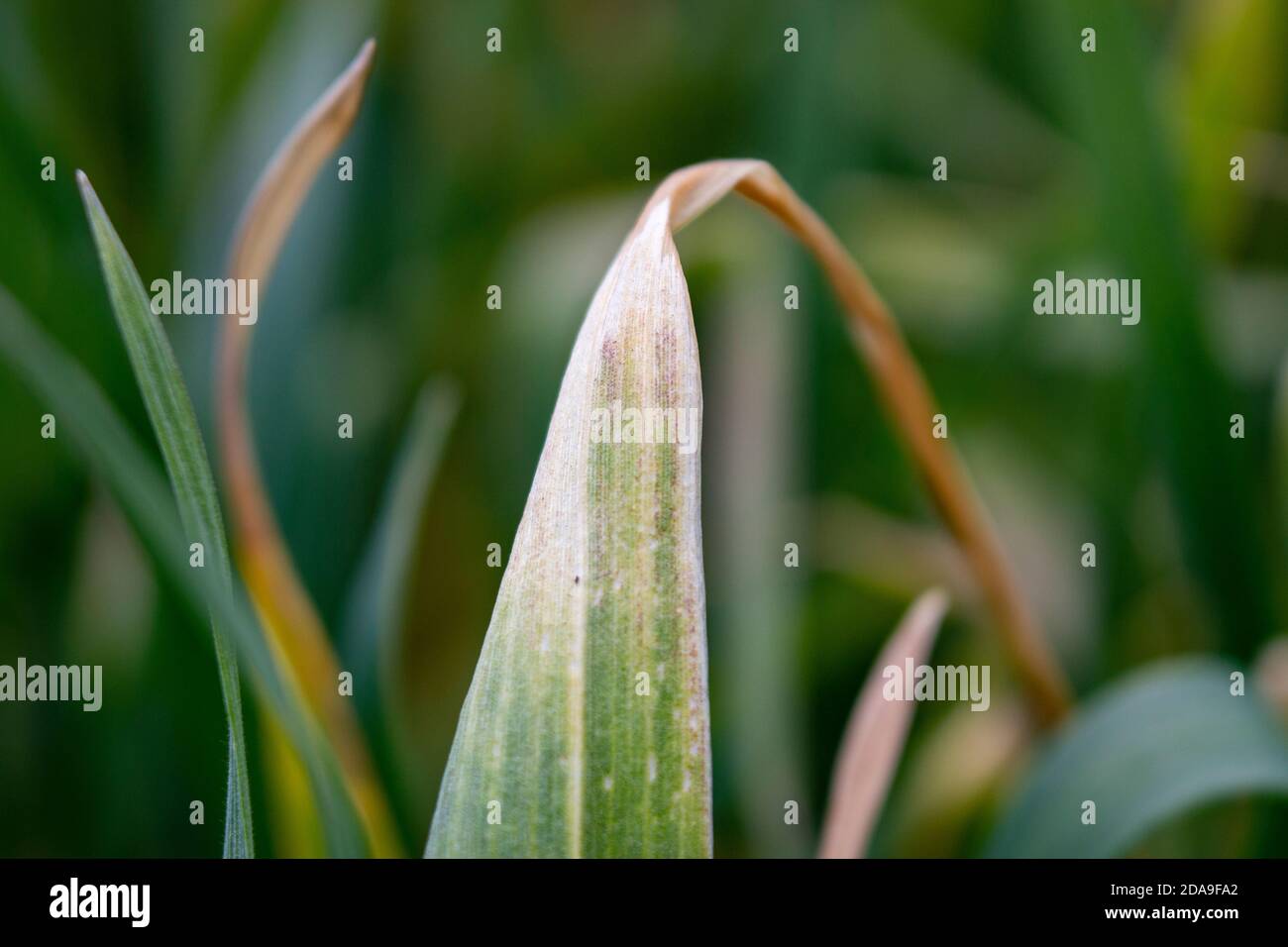 Dried wheat leaves from low temperature in spring Stock Photo - Alamy