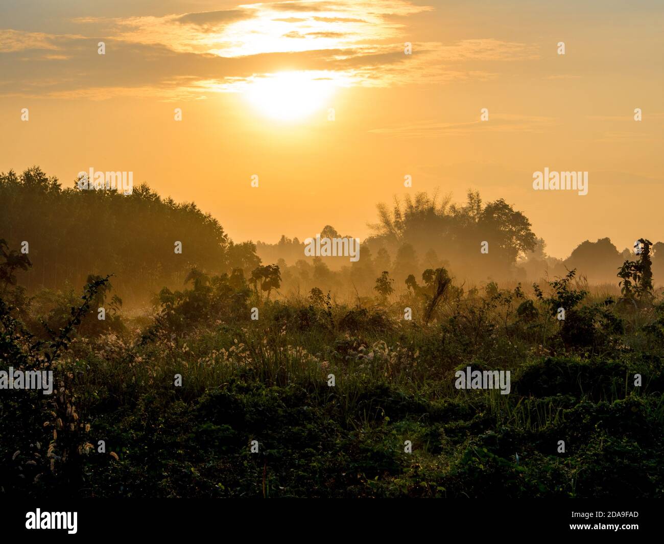 Gold light of sunrise in the countryside in the morning Stock Photo - Alamy