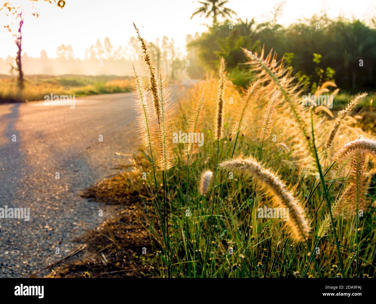 Gold light of sunrise in the countryside in the morning Stock Photo - Alamy