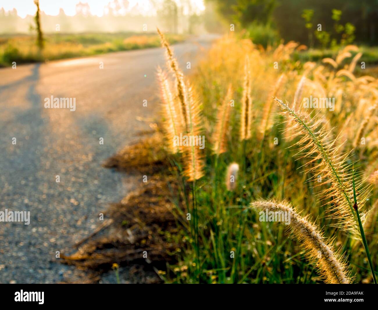 Gold light of sunrise in the countryside in the morning Stock Photo - Alamy