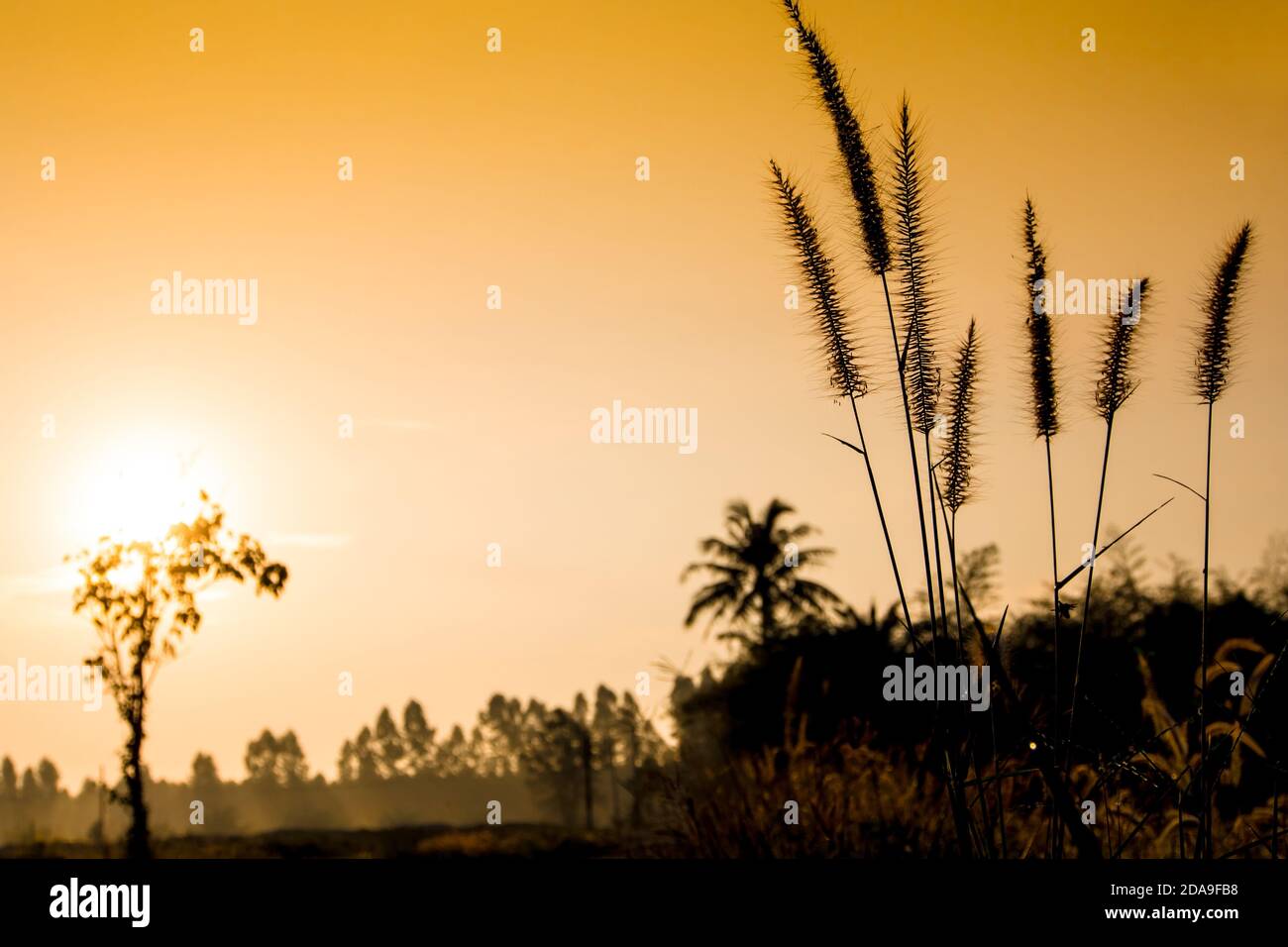 Gold light of sunrise in the countryside in the morning Stock Photo - Alamy