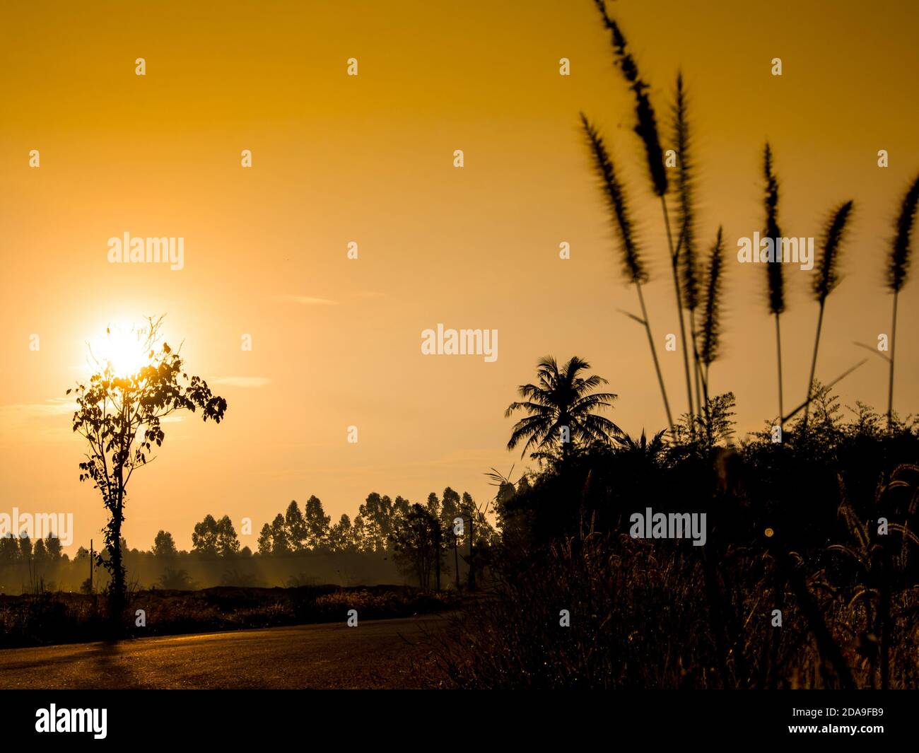 Gold light of sunrise in the countryside in the morning Stock Photo - Alamy
