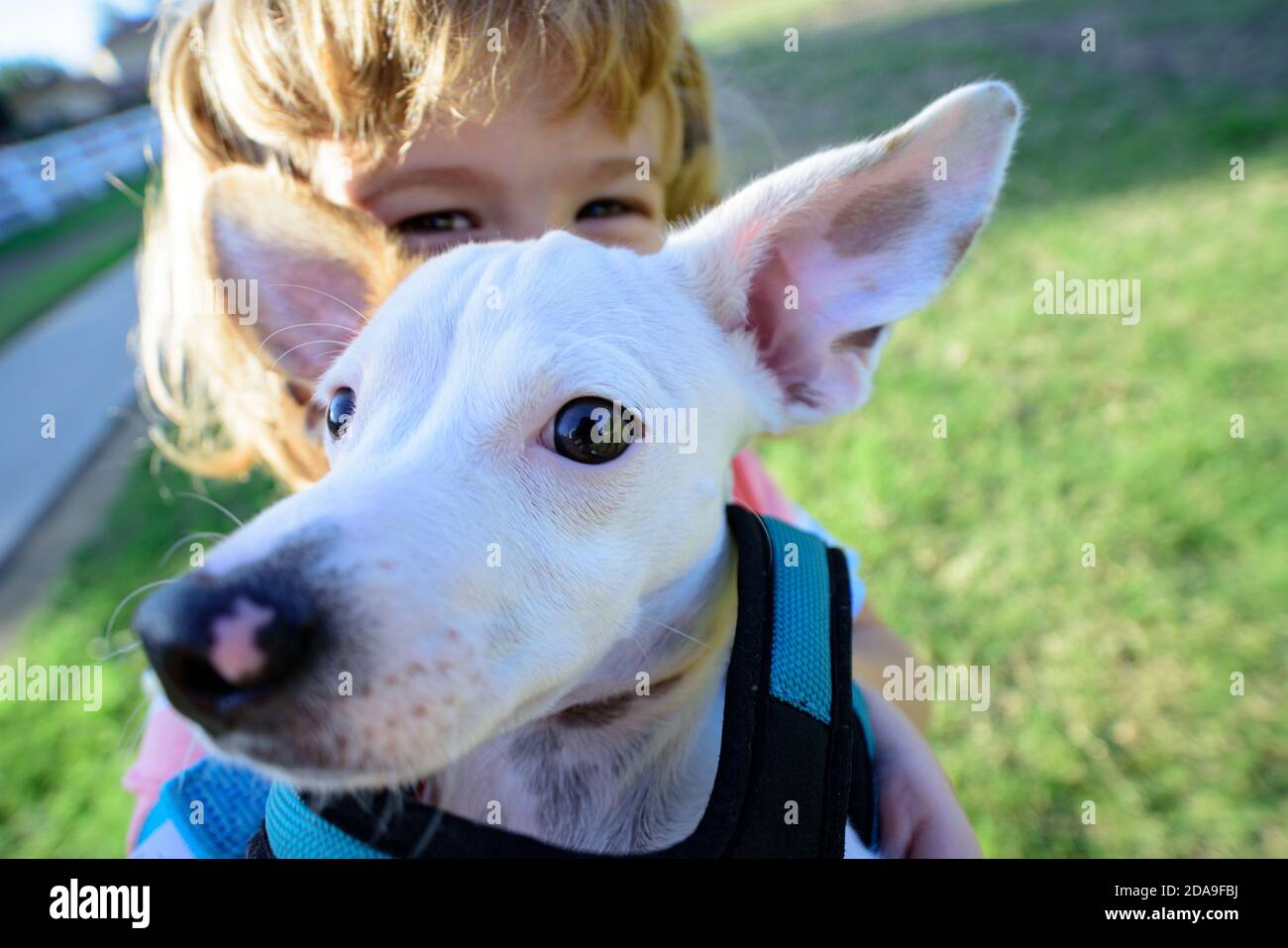 Kid hug Puppy Dog. Funny Child Face. Wide angle Stock Photo - Alamy