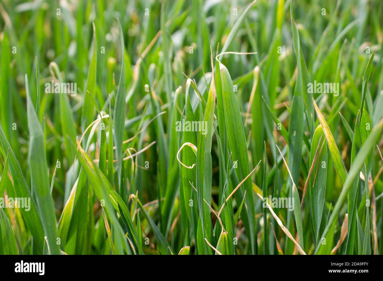 Dried wheat leaf tips, winter wheat disease from herbicide application ...