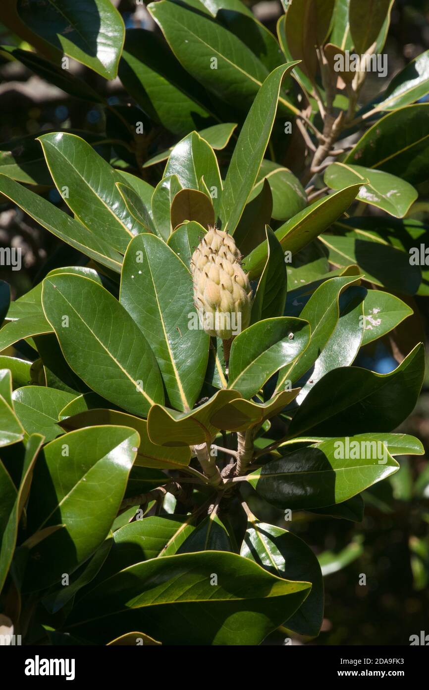 Sydney Australia, flower bud of a Magnolia grandiflora surrounded by ...