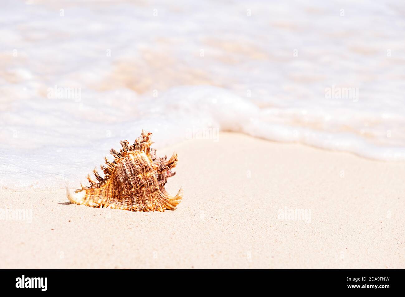 Single brown seashell on beach shore at sunny day, with sea water at ...