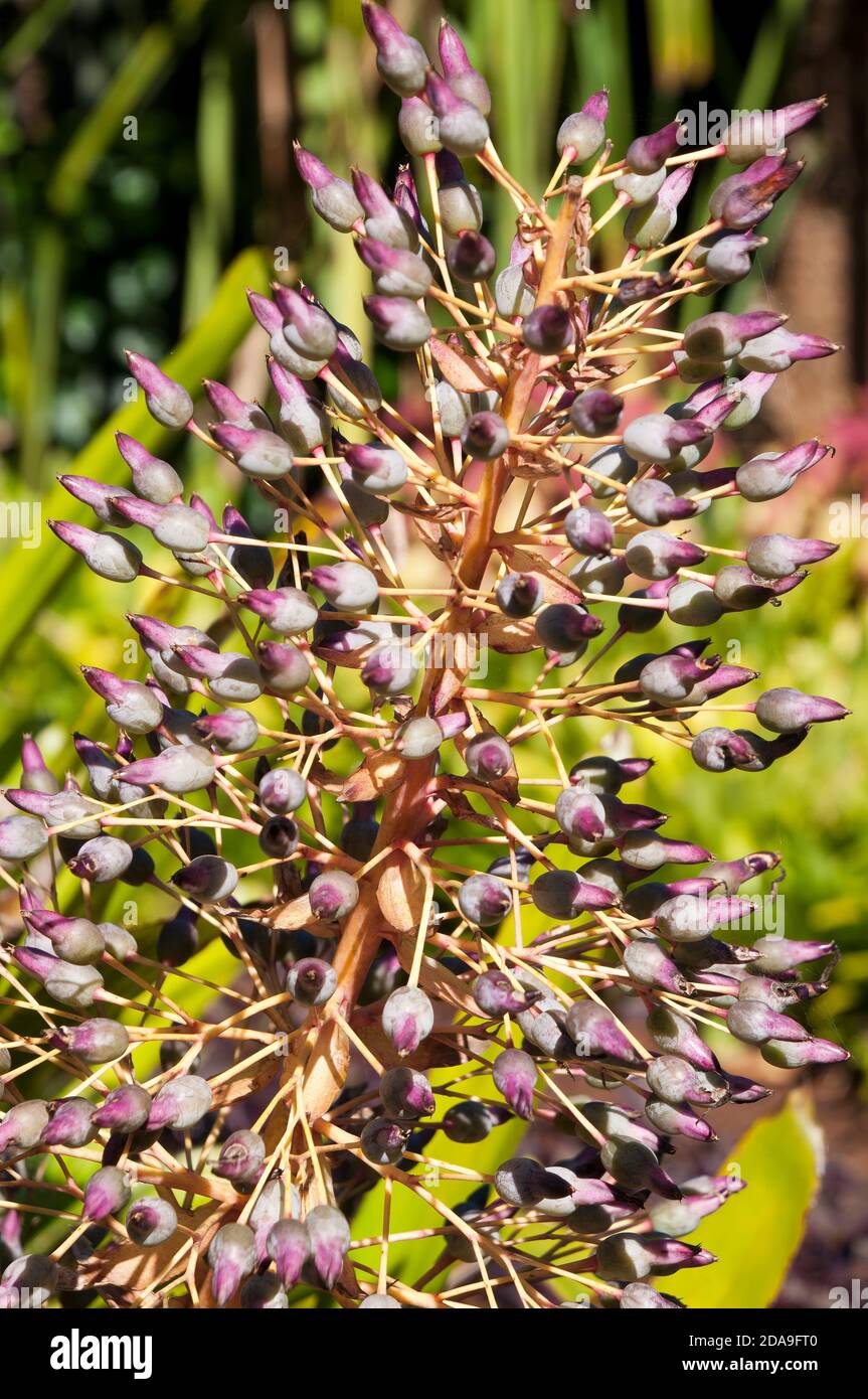 Sydney Australia, flower stem with grey and purple buds of a bromeliad ...