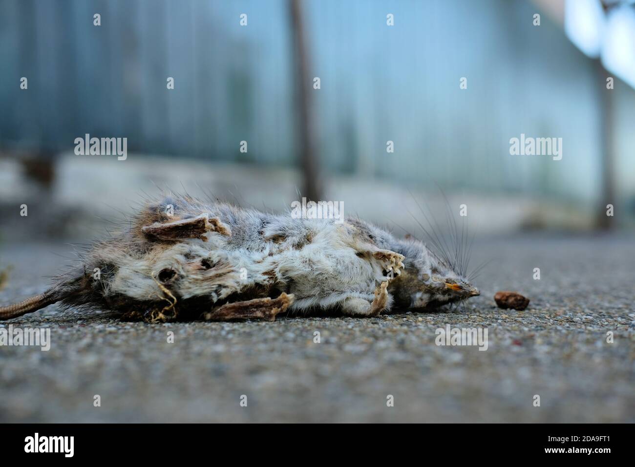 A dead mouse on a city street sidewalk; urban decay Stock Photo - Alamy