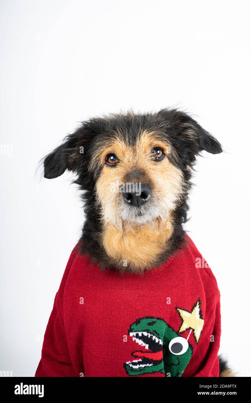 Dog sweater hat merry hi-res stock photography and images - Alamy