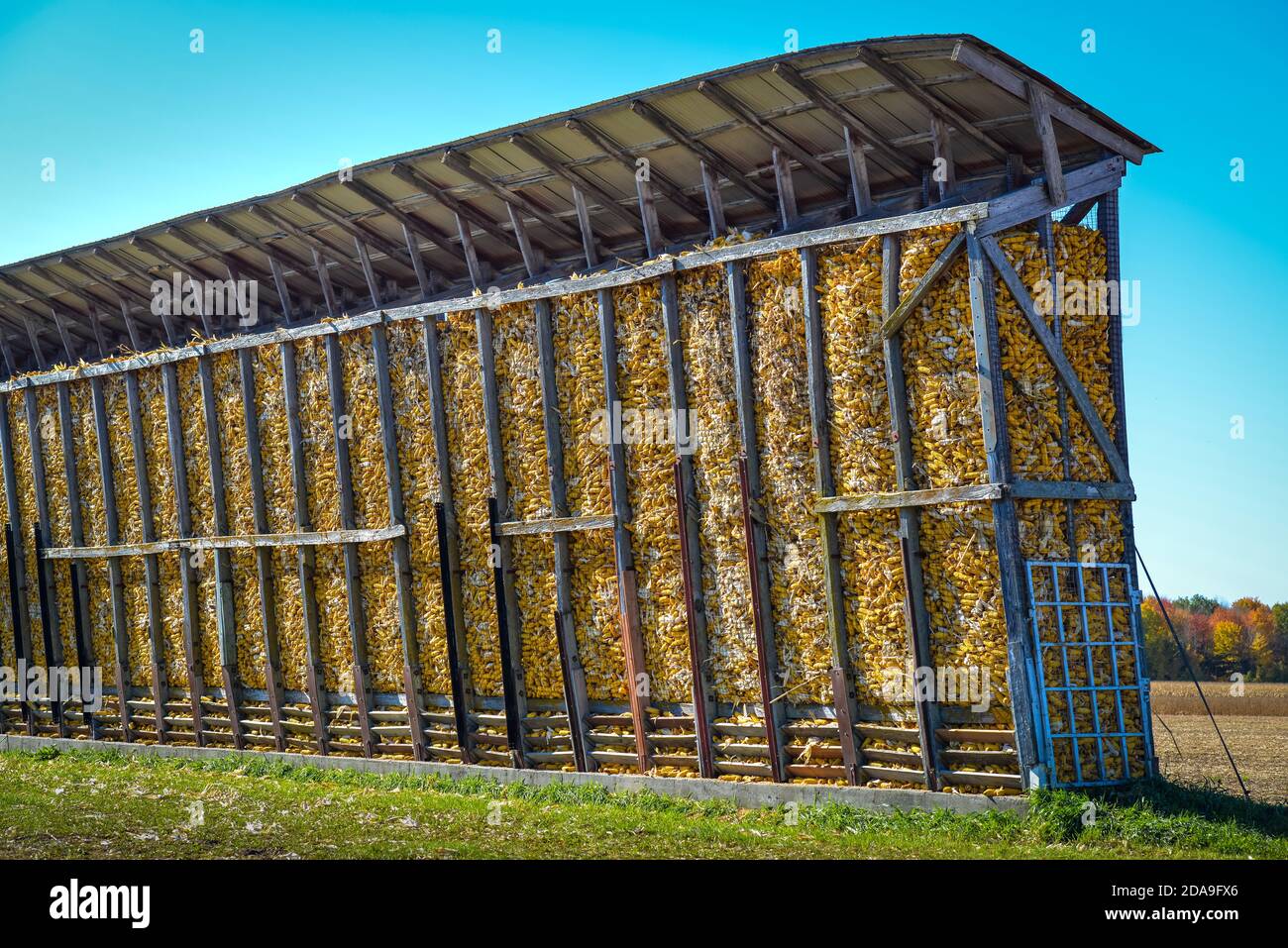 Corn cobs drying in an outdoor silo on the edge of the harvest field in ...