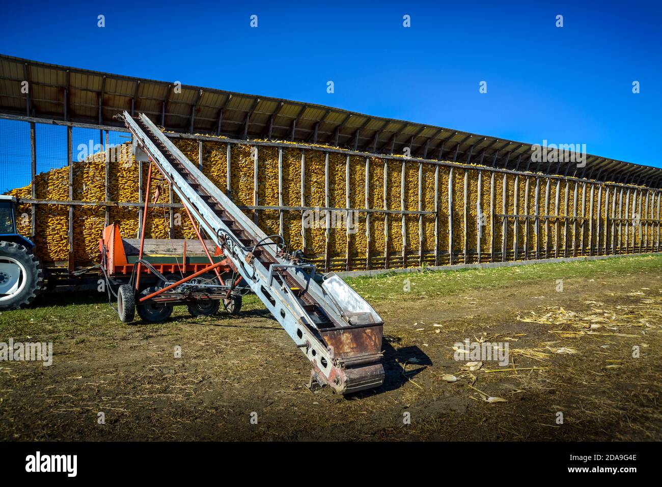 Corn cobs drying in an outdoor silo on the edge of the harvest field in ...