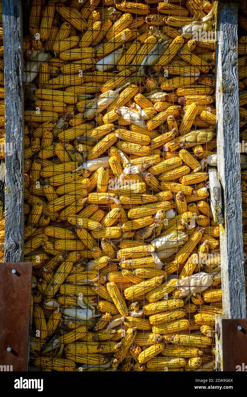 Corn cobs drying in an outdoor silo on the edge of the harvest field in ...