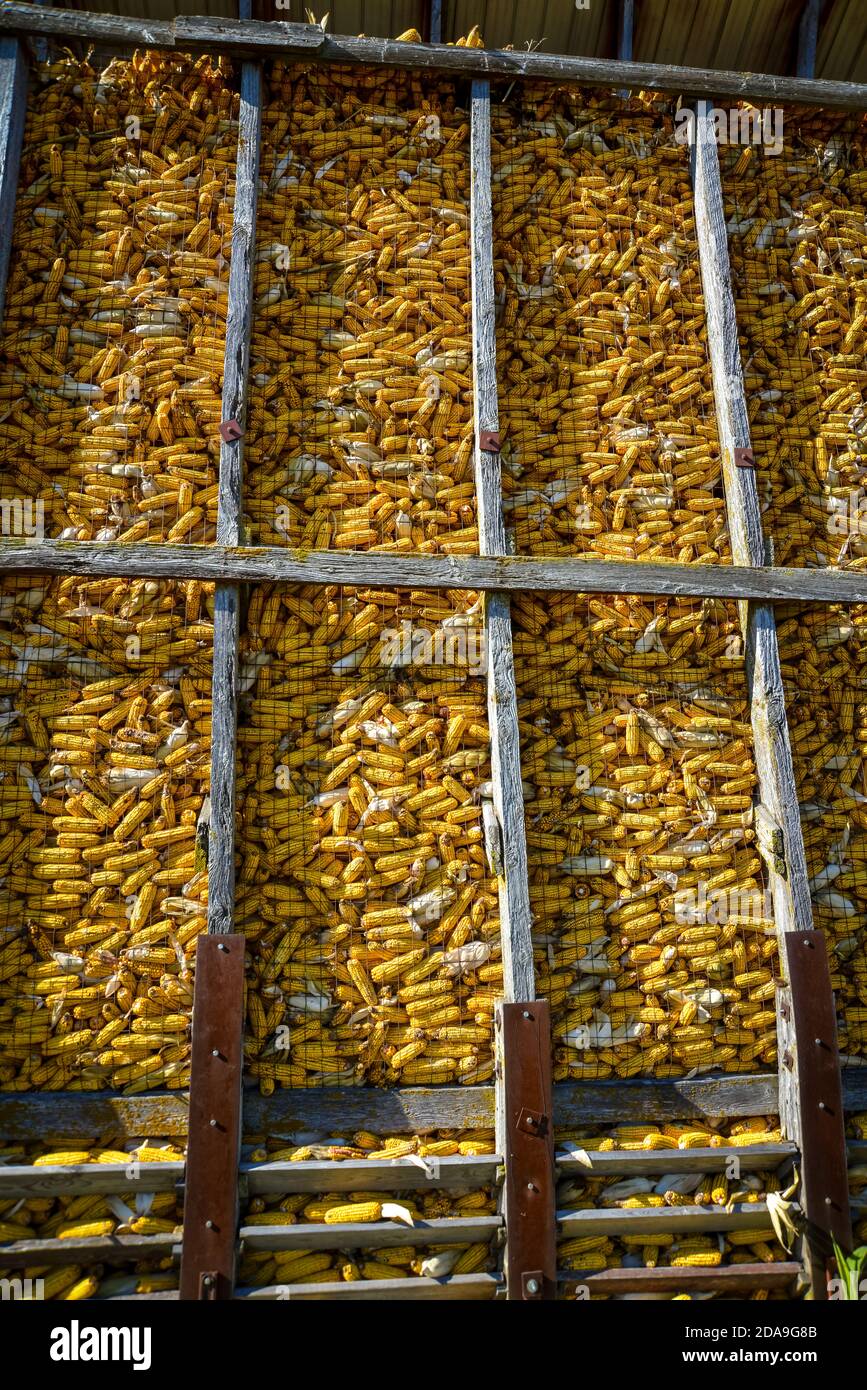 Corn cobs drying in an outdoor silo on the edge of the harvest field in ...