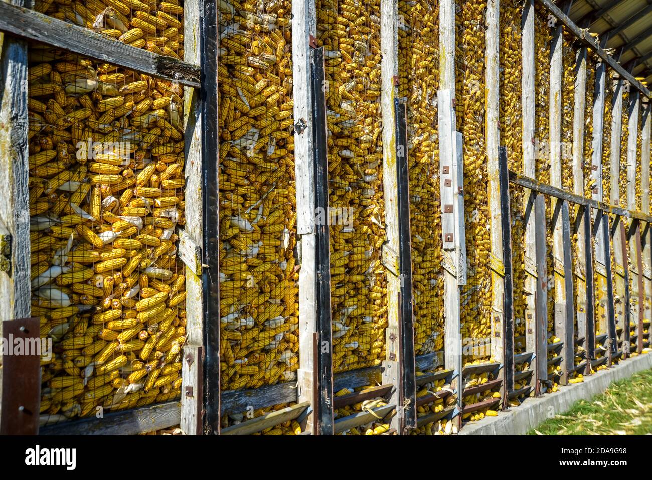 Corn cobs drying in an outdoor silo on the edge of the harvest field in ...