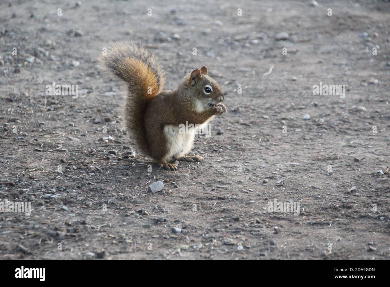 Red Squirrel, Jasper NP., Alberta, Canada Stock Photo - Alamy