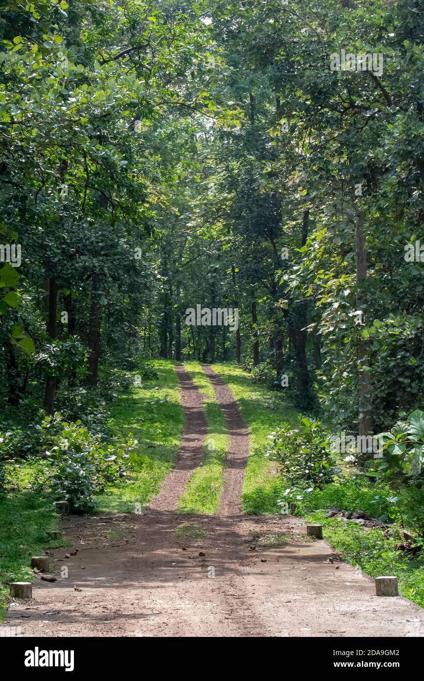 Forest Track and Landscape between the Tree Rows in the National Park ...
