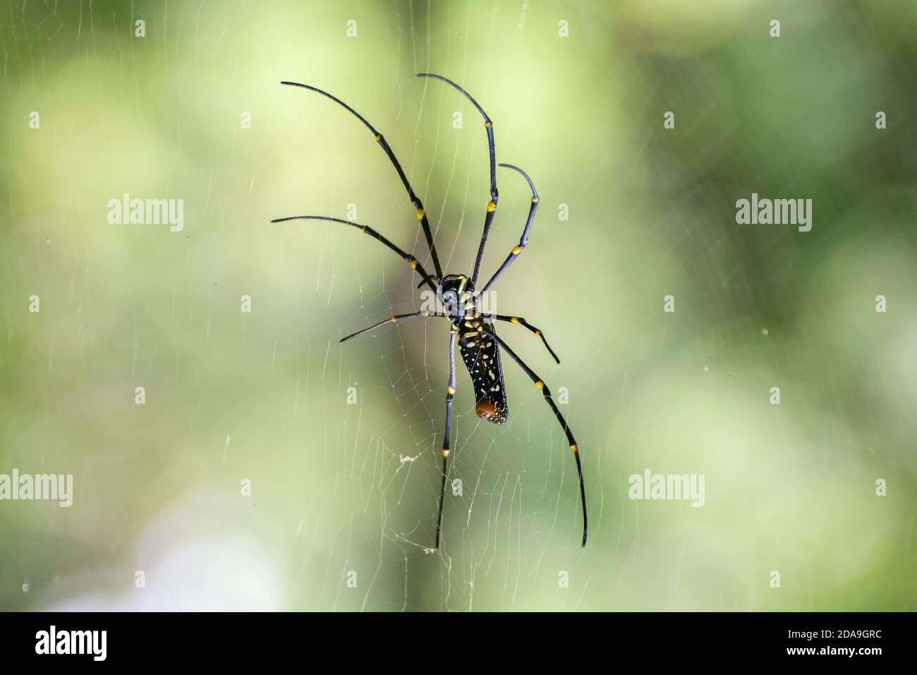 Giant Wood Spider in its web Stock Photo - Alamy
