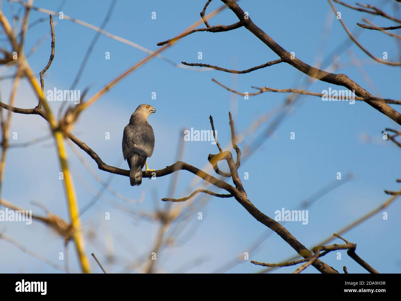 Indian raptor hi-res stock photography and images - Alamy